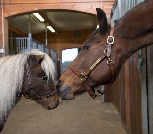 Victory Tilly är Vinnies idol! | Allt Om Trav