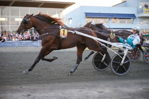 Inför V75 (onsdag): ”Francesco Zet springer mest och leker” | Allt Om Trav